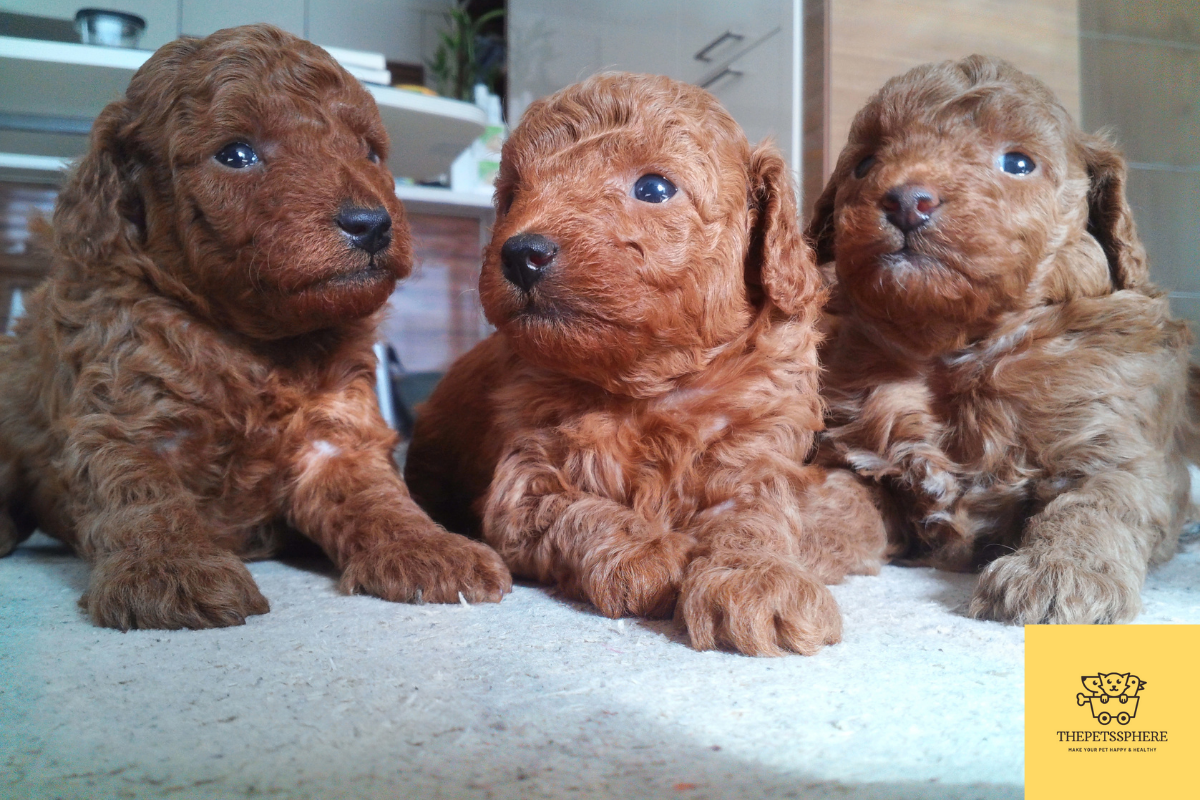 Are Poodles Good with Kids? Detailed Guide For Parents | The Pet's Sphere