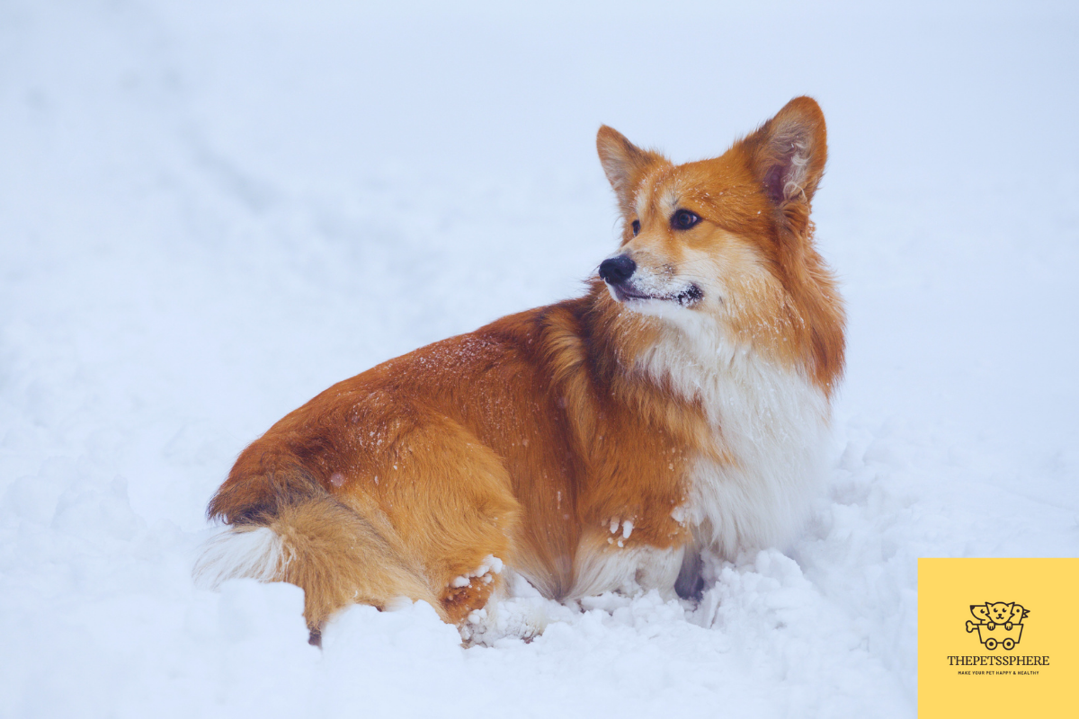 What is a Fluffy Corgi? Everything you Need to Know | The Pet's Sphere